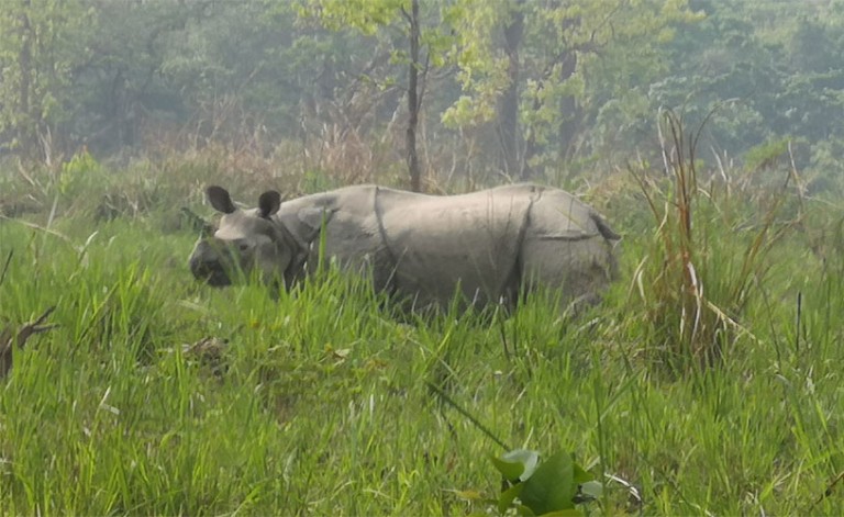 Chitwan National Park Jungle Safari Tour 2 Nights/ 3 Days Price 2020/025